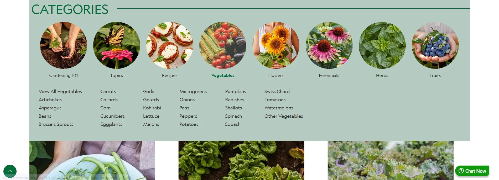 What Is Website Content Writing? Explained with 17 Tips